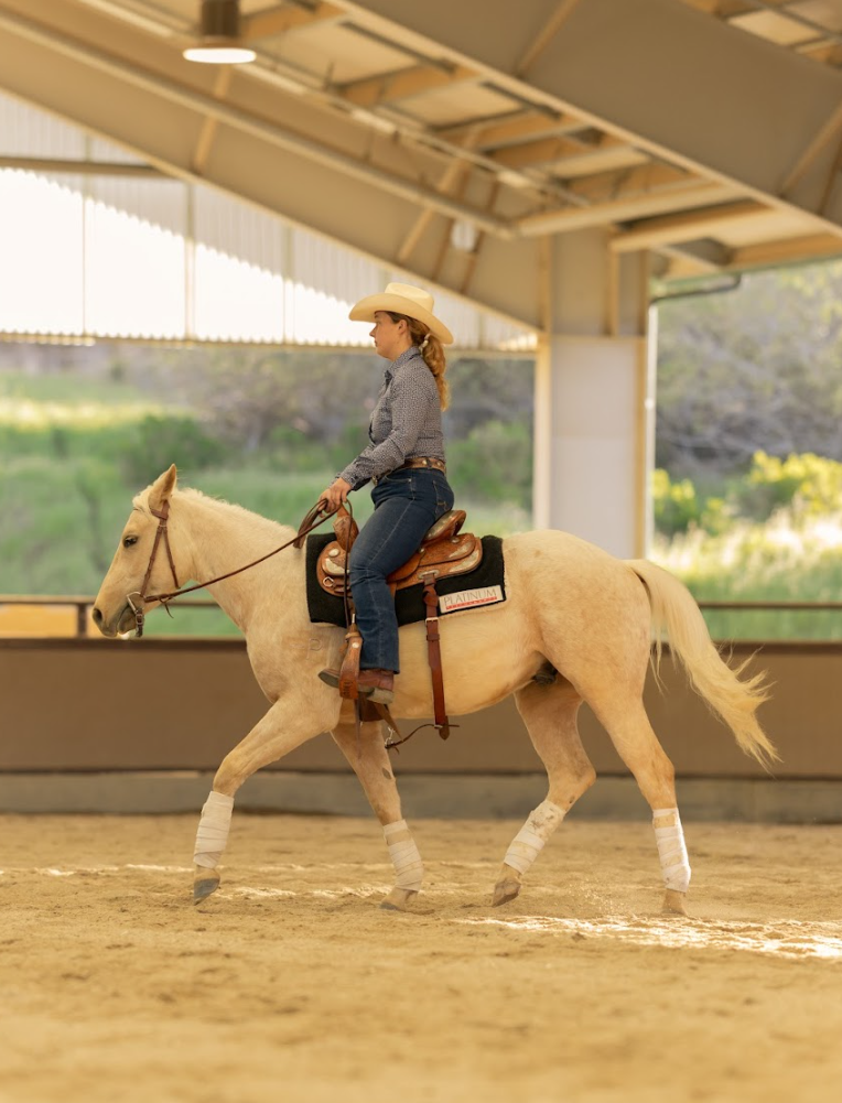 Sunbeam Wild Card (Howdy) - Performance Horse Sales - Cal Poly, San Luis Obispo